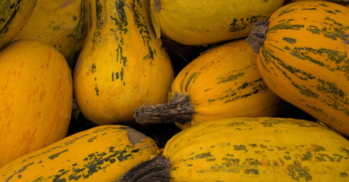 Growing Spaghetti Squash - The Backyard Pantry